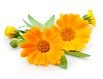 Crema Calendula Just: Prezzo, Usi e Opinioni. Ecco Come Usarla